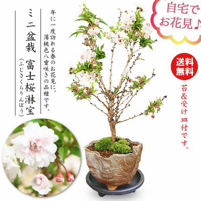 桜ミニ盆栽 :富士桜淋宝(信楽花型小鉢)*苔と受け皿付き(2024 桜ミニ盆栽 :富士桜淋宝(信楽花型小鉢)*苔と受け皿付き(2024