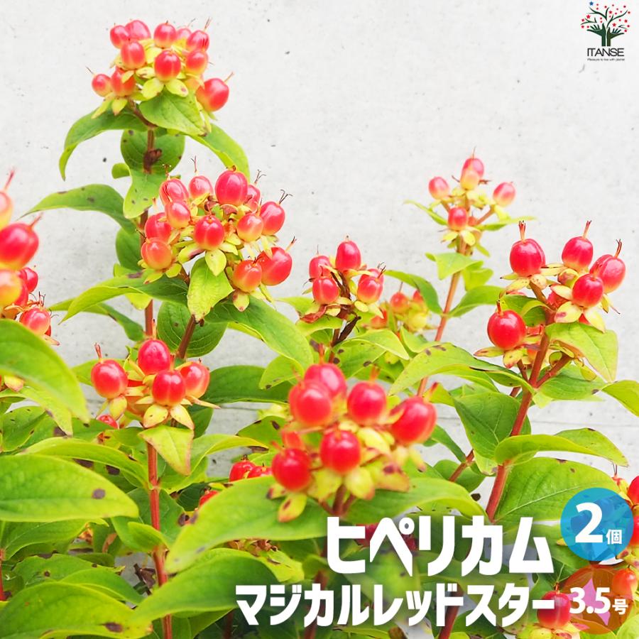 ITANSE ヒペリカム マジカルレッドスター 花苗 3.5号ポット/お買い得2個セット オトギリソウ イタンセ公式 | LINEブランドカタログ