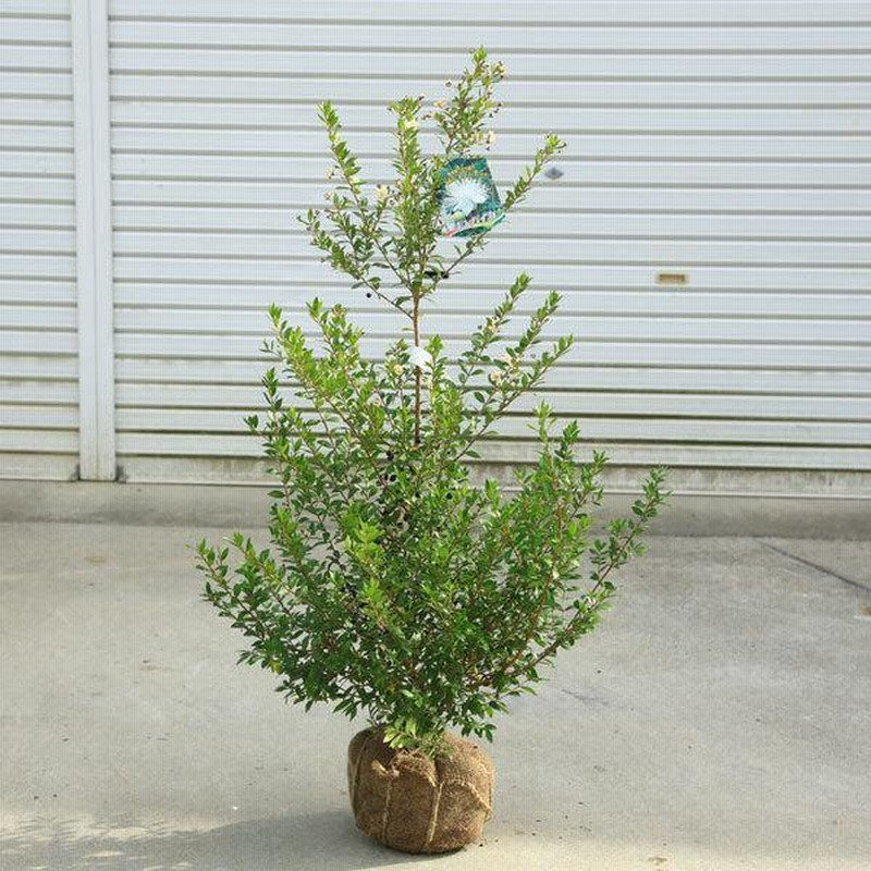 庭木 植木:ギンバイカ*マートル 銀梅花 根巻き 佐川急便 | LINE 庭木 植木:ギンバイカ*マートル 銀梅花 根巻き 佐川急便 | LINE