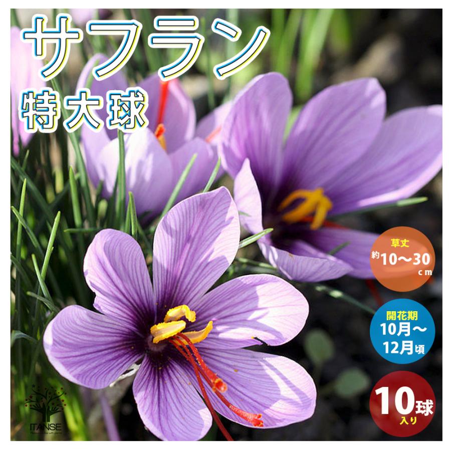 ITANSE サフラン 特大球 花球根・裸球 (球周：約12〜13cm) お買い得10球セット 送料無料 イタンセ公式 | LINEブランドカタログ