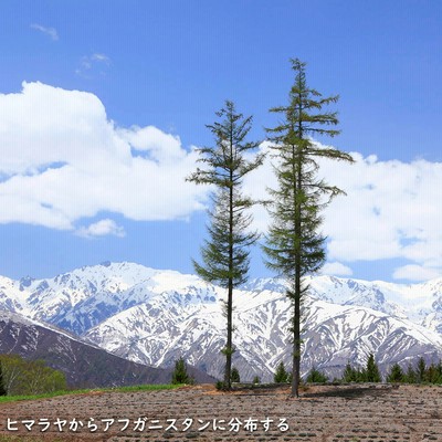 ヒマラヤスギ 1.5m 露地 2本 苗木 | LINEブランドカタログ ヒマラヤスギ 1.5m 露地 2本 苗木 | LINEブランドカタログ