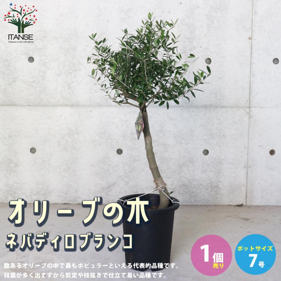 ITANSE オリーブの苗木 品種：ネバディロブランコ 果樹の苗木 7号鉢スタンド仕立て 1個売り 果物 栽培 趣味 園芸 ガーデニング 送料無料 イタンセ公式 | LINEブランドカタログ