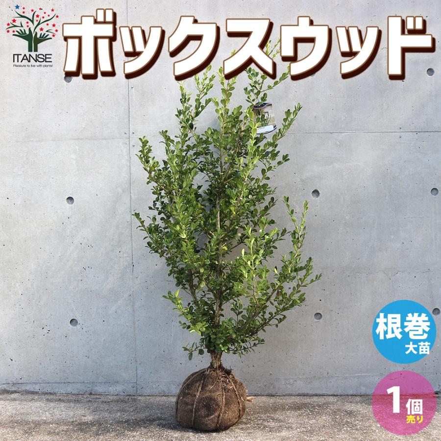 ITANSE ボックスウッド 庭植え用 庭木 根巻大苗 1個売り 植木 花木 観賞用 新生活 プレゼント 贈答 送料無料 イタンセ公式 | LINEブランドカタログ