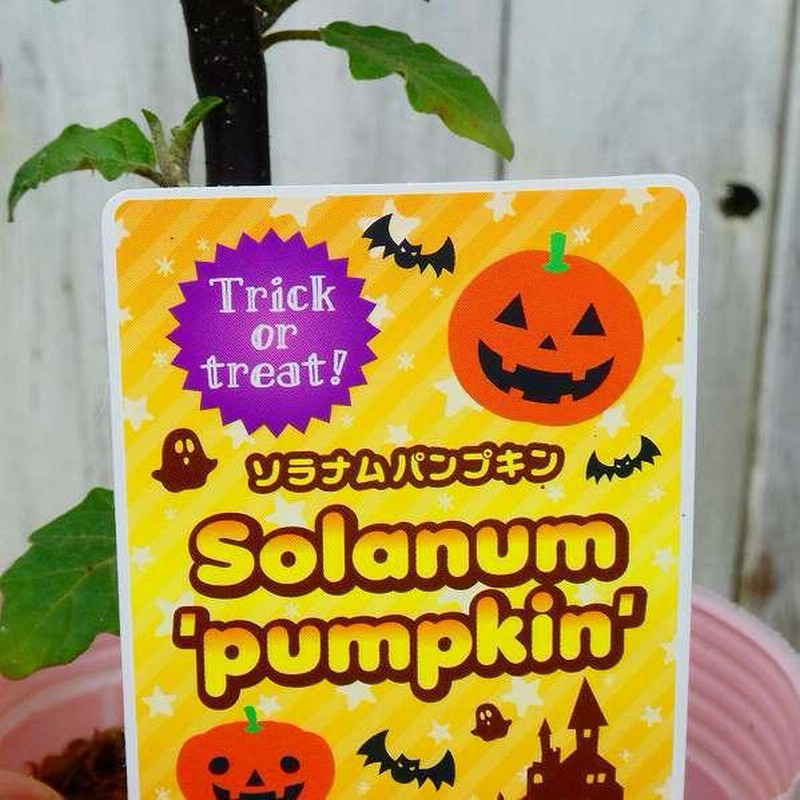 ソラナム パンプキン 3.5号 苗 ハロウィン オレンジ実 220915 ソラナム パンプキン 3.5号 苗 ハロウィン オレンジ実 220915