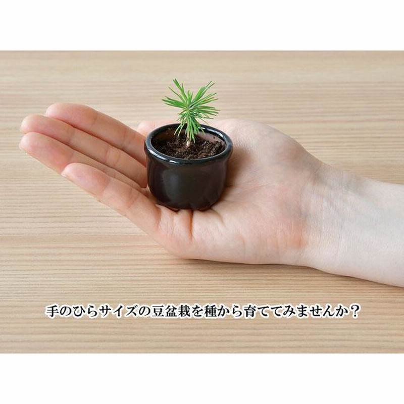 HACO MAME 盆栽 栽培セット黒松 赤松 紅葉 栽培キット 栽培 HACO MAME 盆栽 栽培セット黒松 赤松 紅葉 栽培キット 栽培