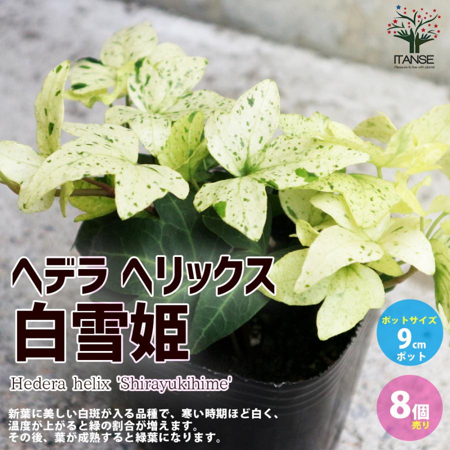 ITANSE ヘデラ ヘリックス 白雪姫 観葉植物 3号ポット お買い得8個セット 人気 観葉植物 おしゃれ インテリア 観賞 送料無料 イタンセ公式 | LINEブランドカタログ