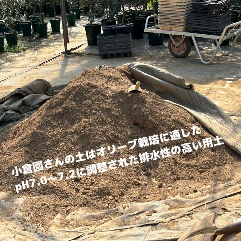 小倉園 オリーブ・フラントイオ 6号鉢 庭木 オリーブの木 鉢植え 小倉園 オリーブ・フラントイオ 6号鉢 庭木 オリーブの木 鉢植え