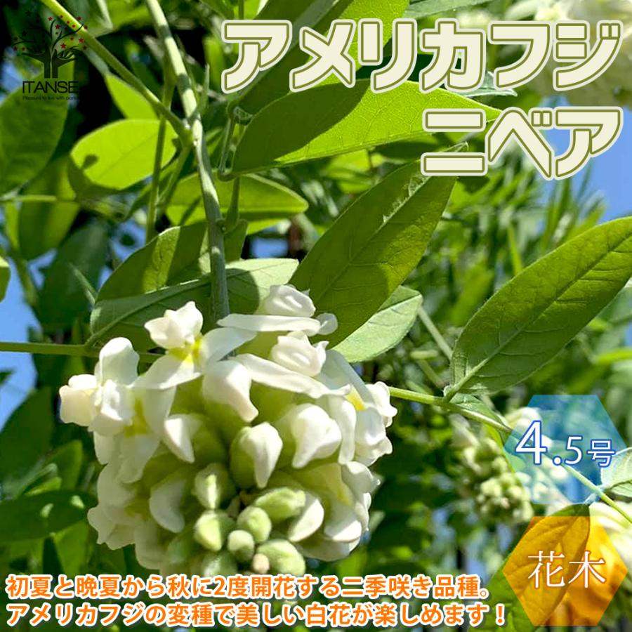 ITANSE 二季咲き アメリカフジ ニベア 庭木 4.5号ポット苗 1個売り 庭木 植木 花木 観賞用 プレゼント 贈答 送料無料 イタンセ公式 | LINEブランドカタログ